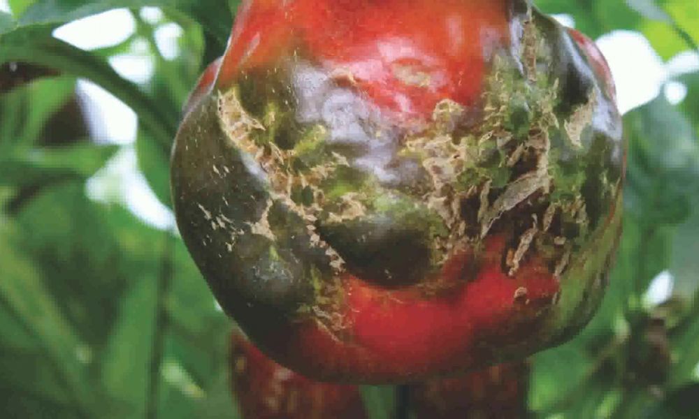 Lo que hay que saber sobre el virus rugoso del tomate